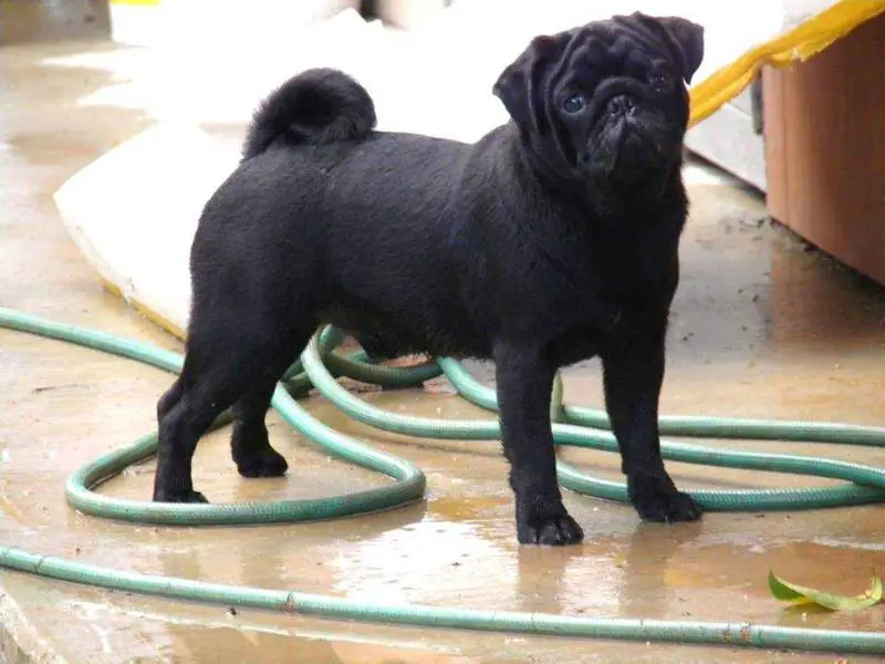 Pug