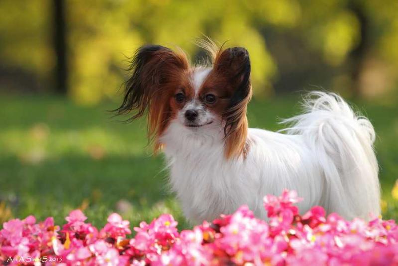 Papillon