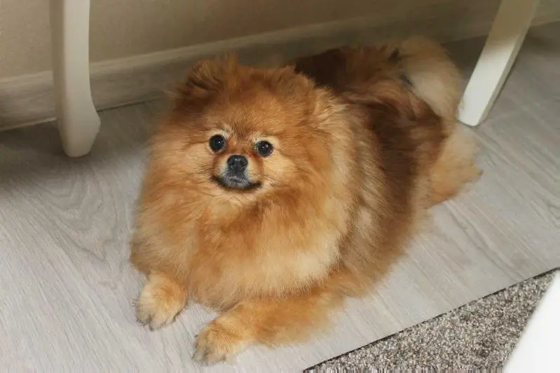 Pomeranian