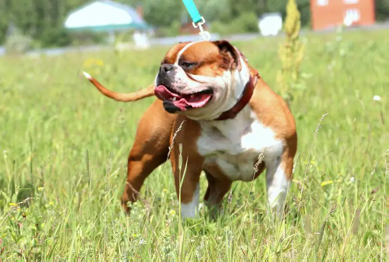 Yaromir Darling of Fortune