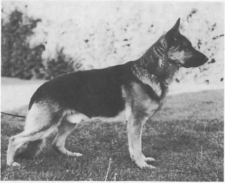 German Shepherd Dog