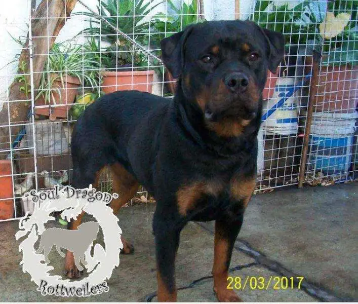 Rottweiler