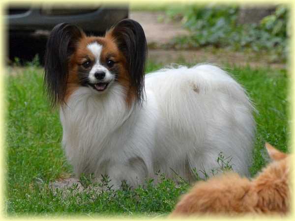 ANTOINE Double Vision FCI