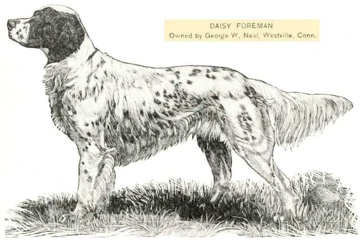 English Setter