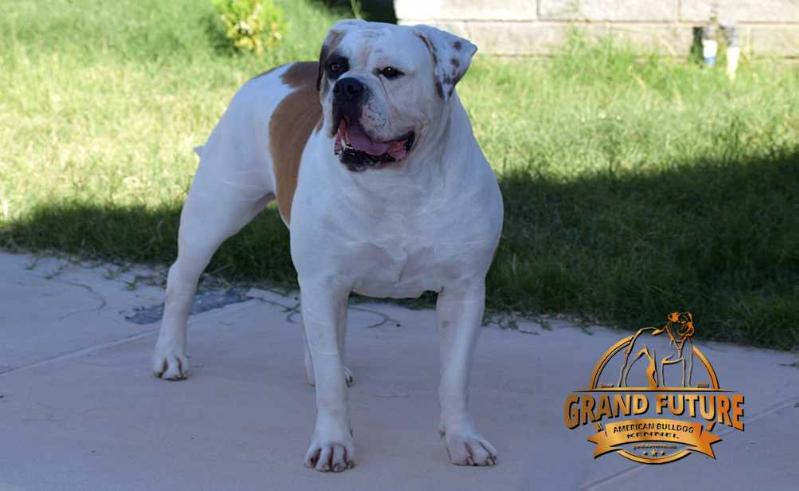 American Bulldog