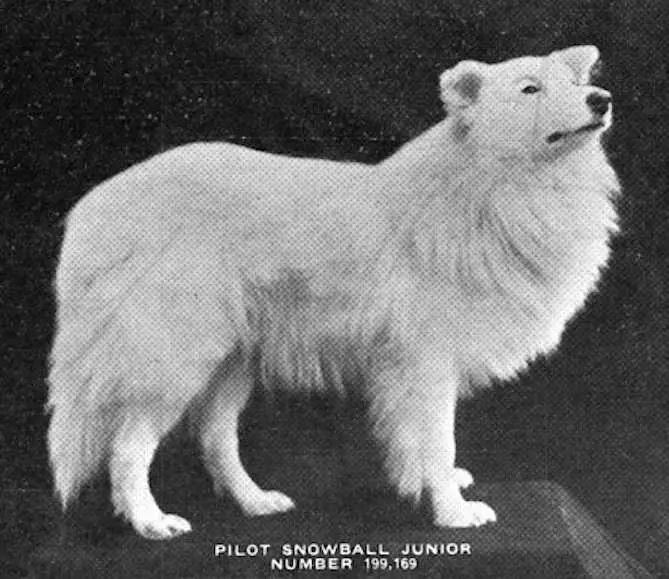 Rough Collie