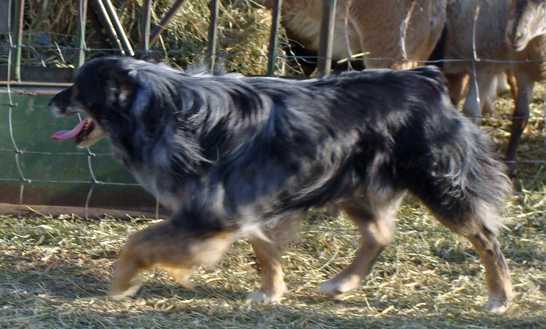 Australian Shepherd