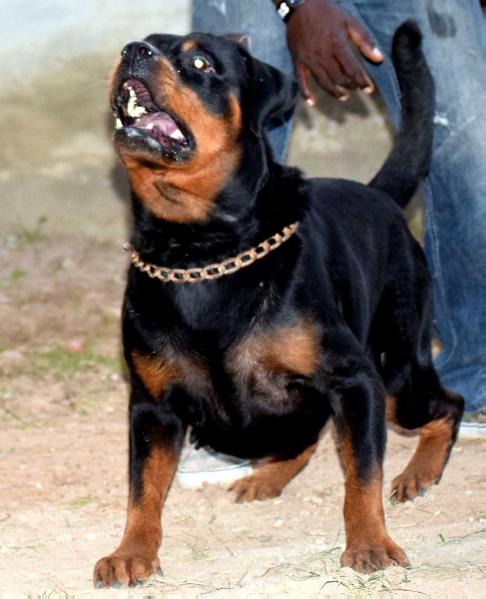 Rottweiler