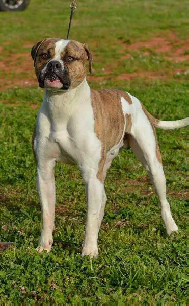 American Bulldog