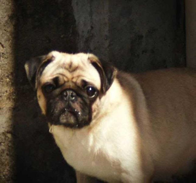 Pug