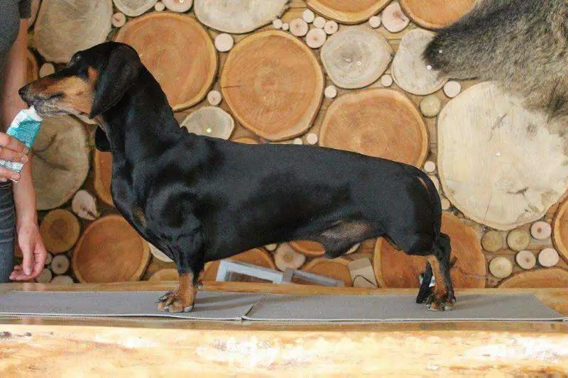 Dachshund