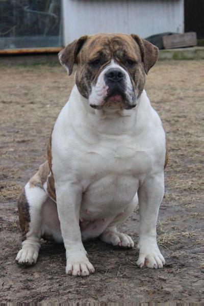 American Bulldog