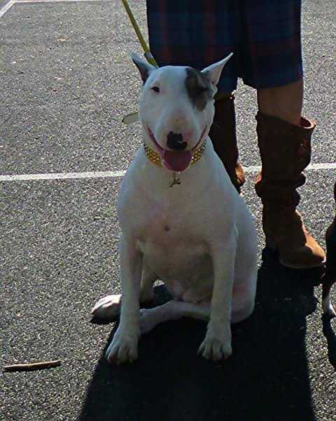 Bull Terrier