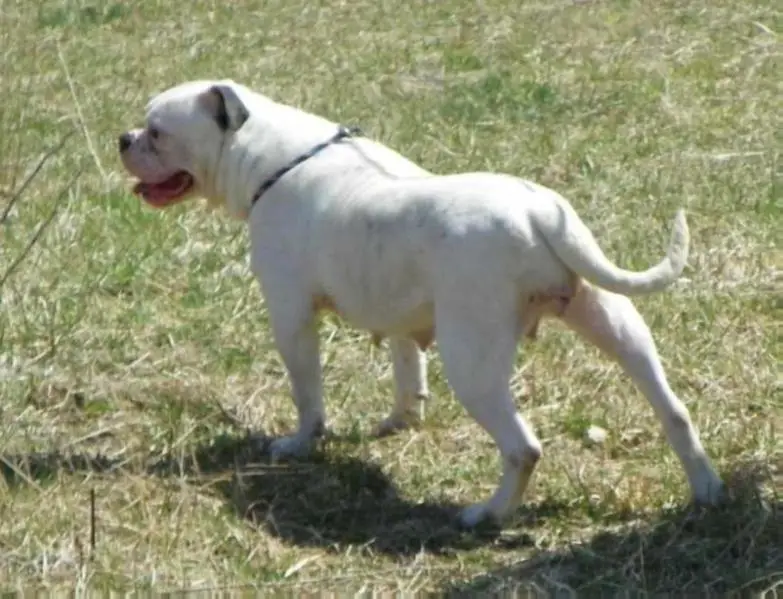 American Bulldog