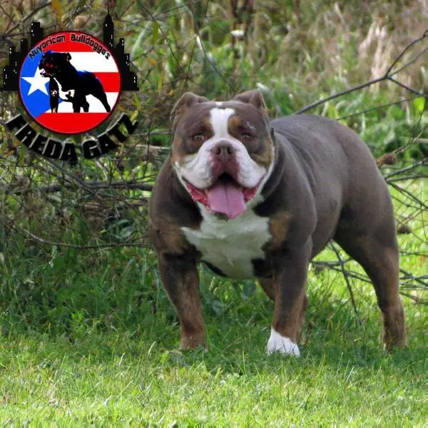 Olde English Bulldogge
