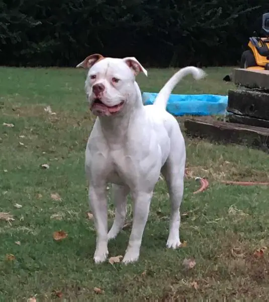 American Bulldog