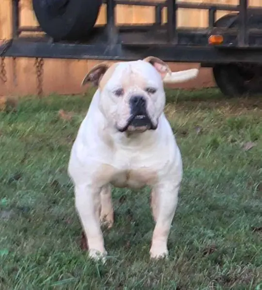 American Bulldog