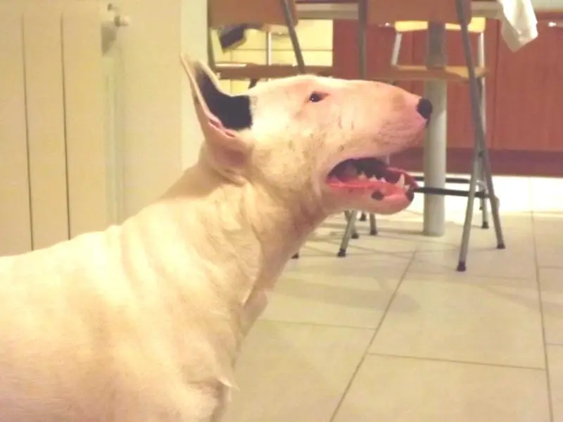Bull Terrier
