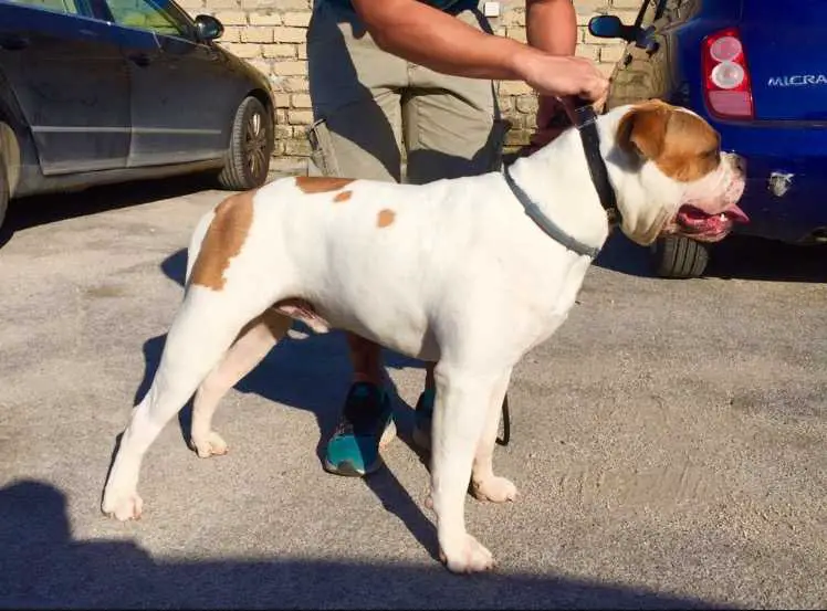 American Bulldog