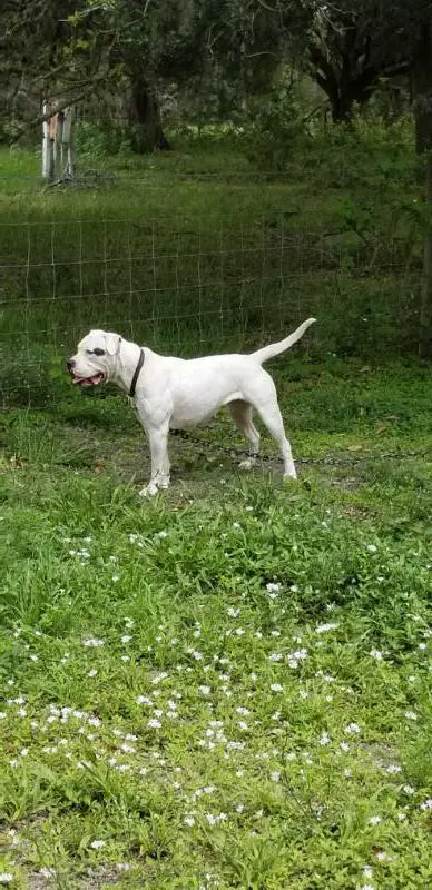 American Bulldog
