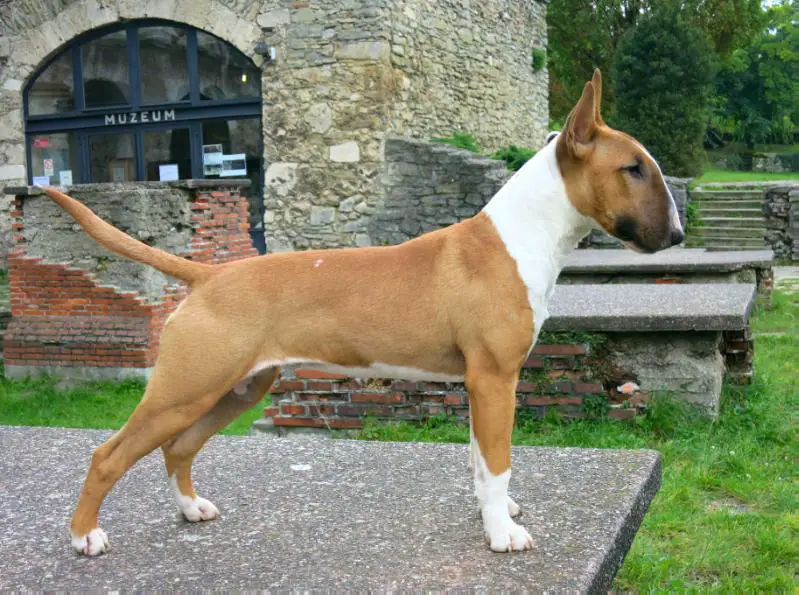 Bull Terrier