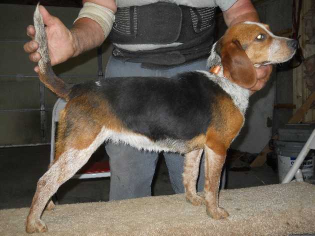 Beagle