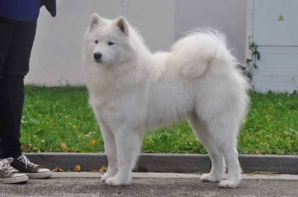 Samoyed