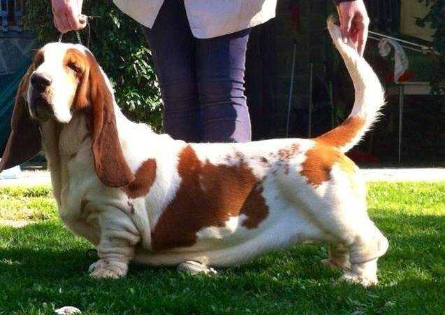 Basset Hound