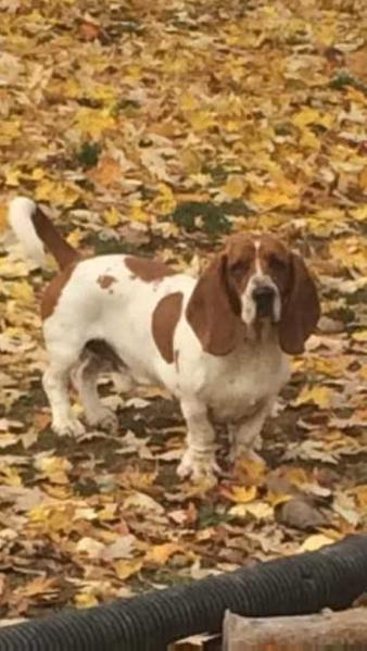 Basset Hound