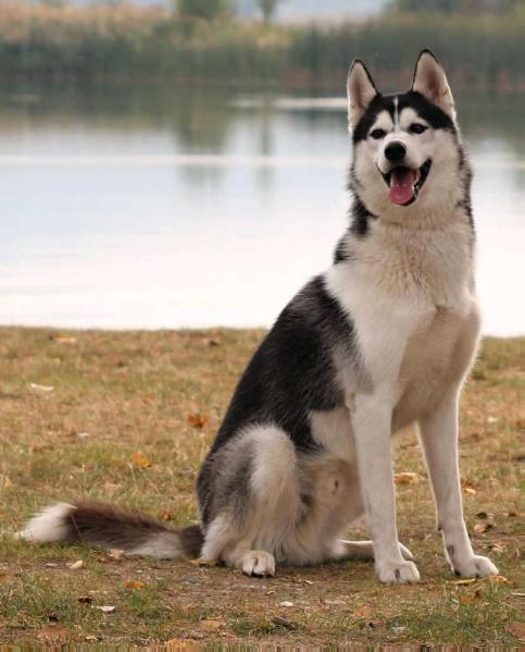 Siberian Husky