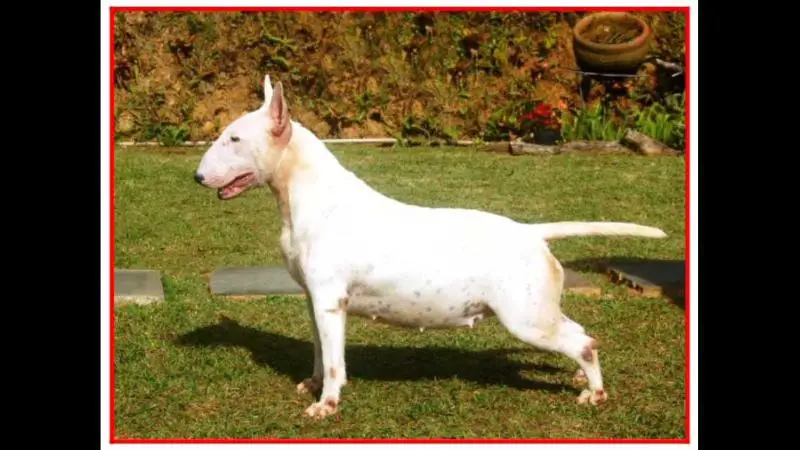 Bull Terrier