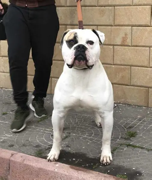 American Bulldog
