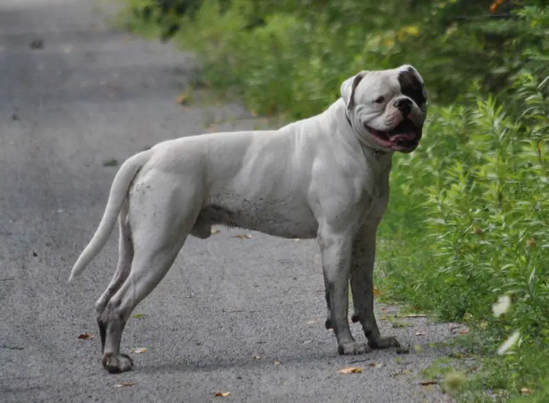 American Bulldog