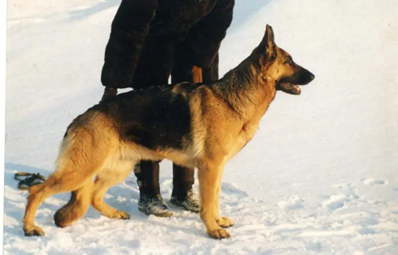 German Shepherd Dog