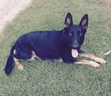 German Shepherd Dog