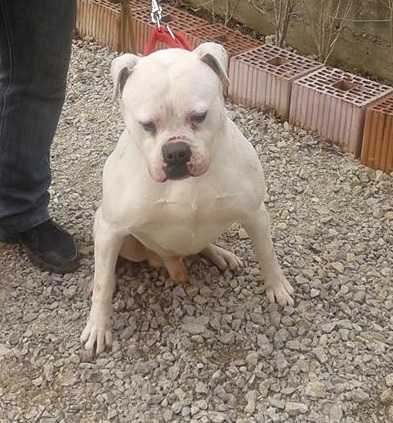 American Bulldog