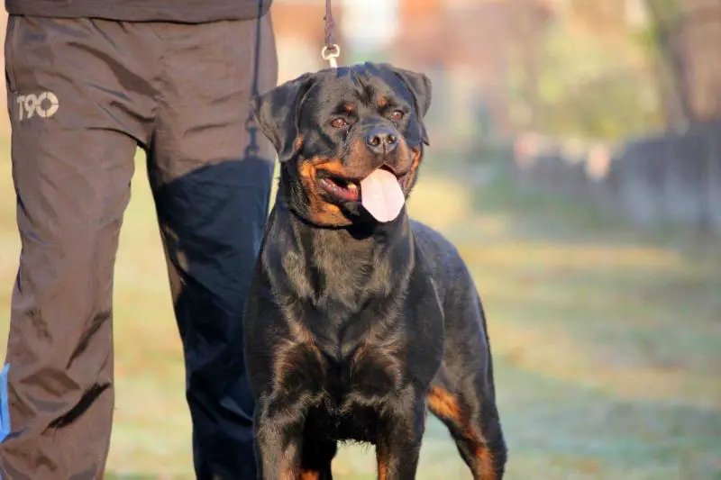 Rottweiler