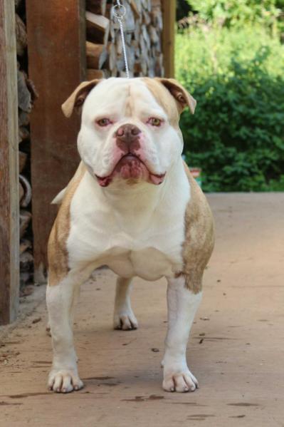 American Bulldog