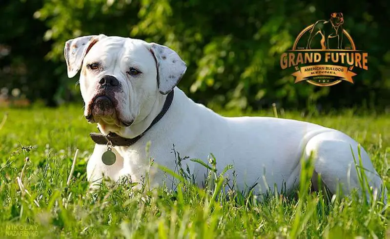 American Bulldog