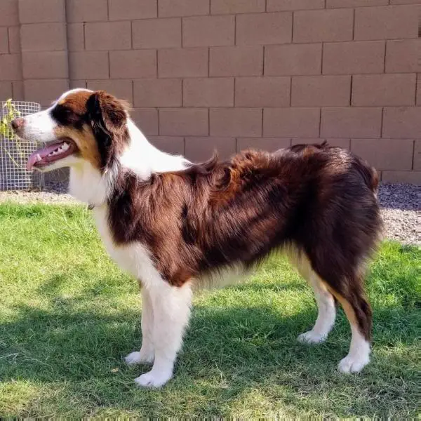 Australian Shepherd