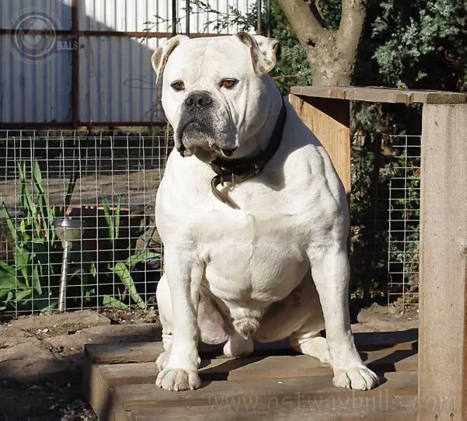 American Bulldog