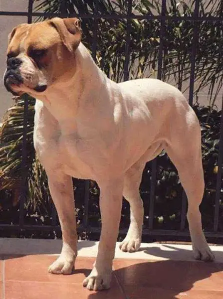 American Bulldog
