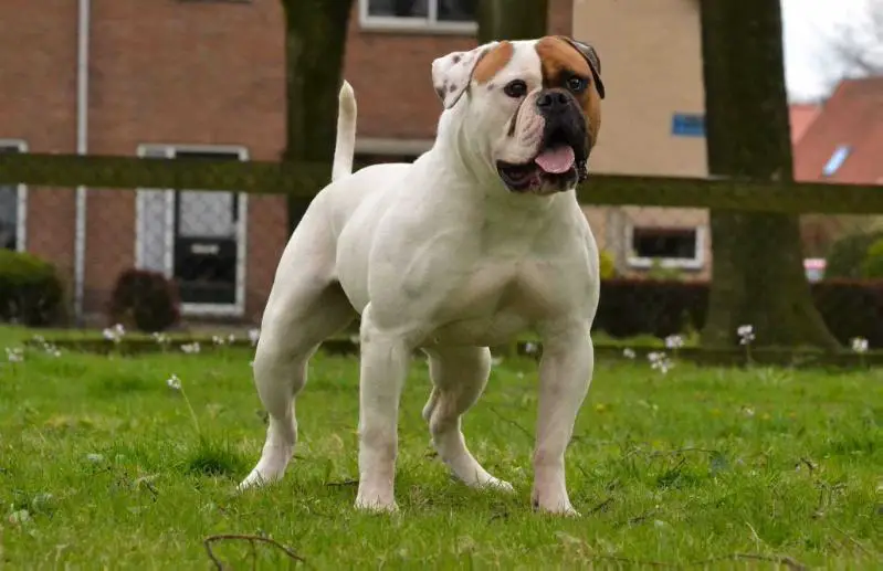 American Bulldog