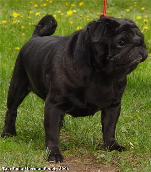 Pug