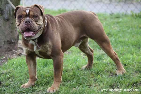 Olde English Bulldogge