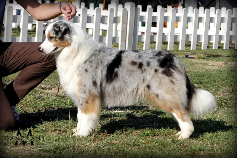 Australian Shepherd