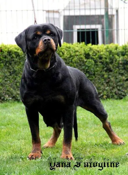 Rottweiler