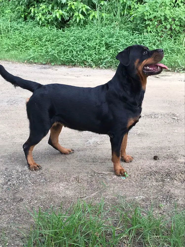 Rottweiler
