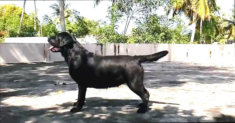 Labrador Retriever