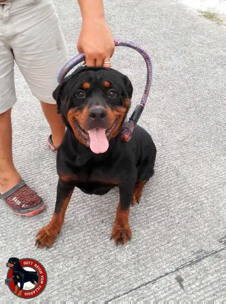 Rottweiler